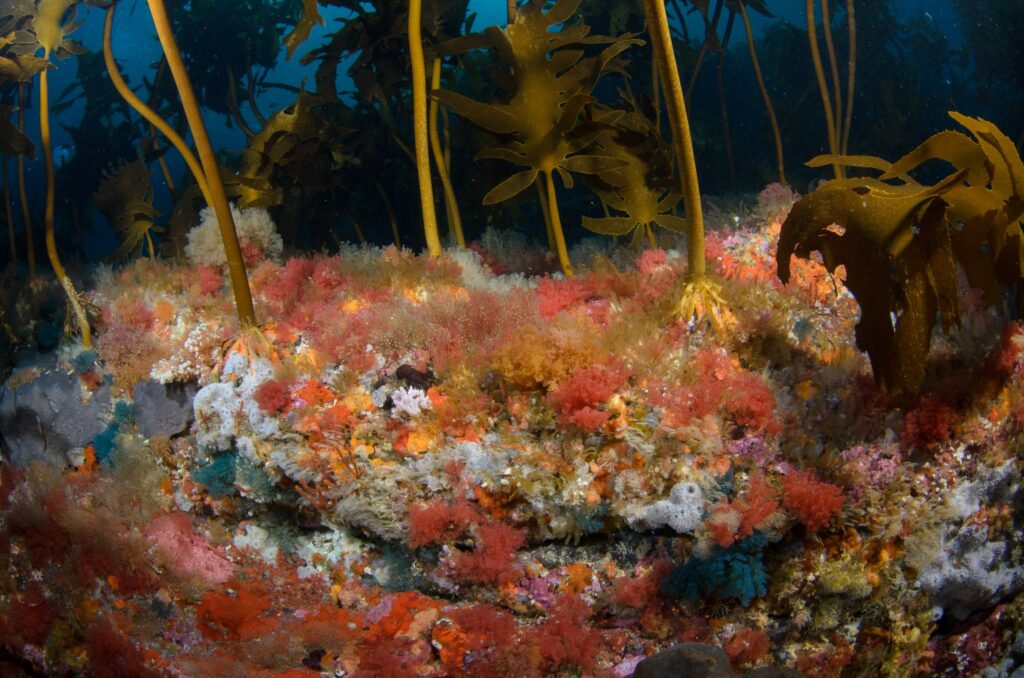 A new article lays out the state of the field for genetic EBVs and ...