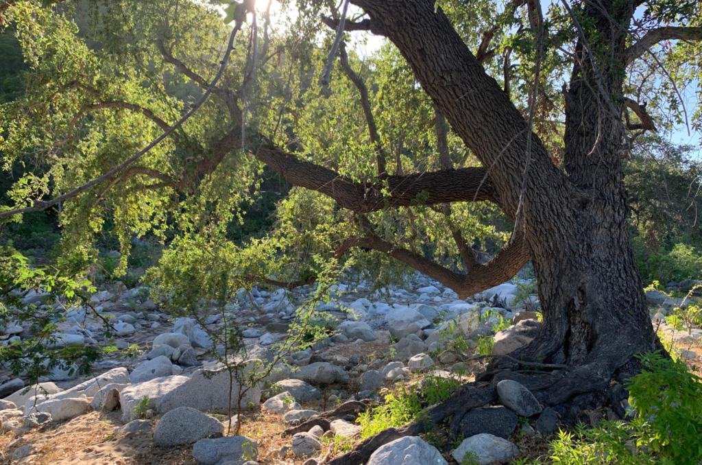 A new article lays out the state of the field for genetic EBVs and ...